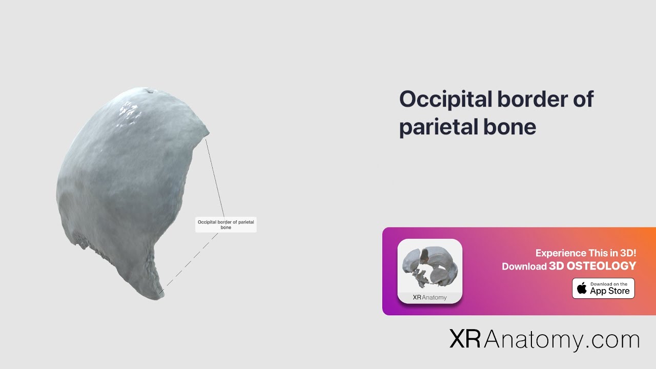 Occipital border of parietal bone - YouTube