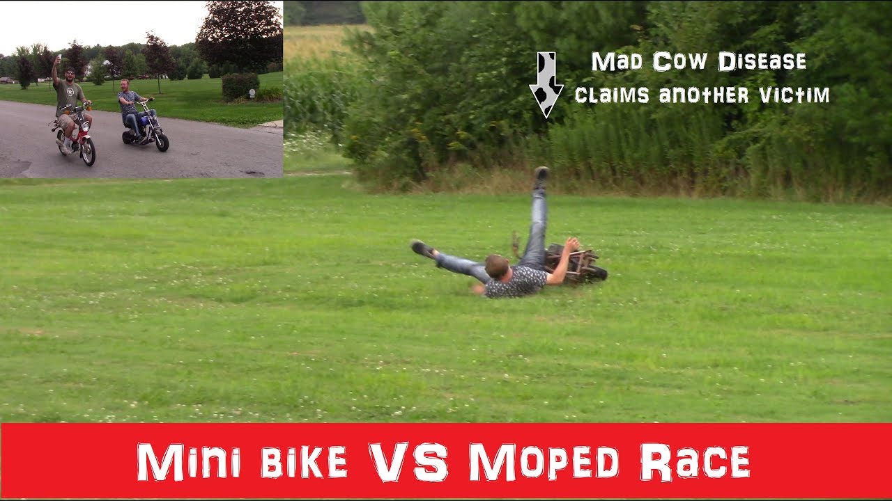 Mini bike vs Moped and Mad Cow Disease claims another victim - YouTube
