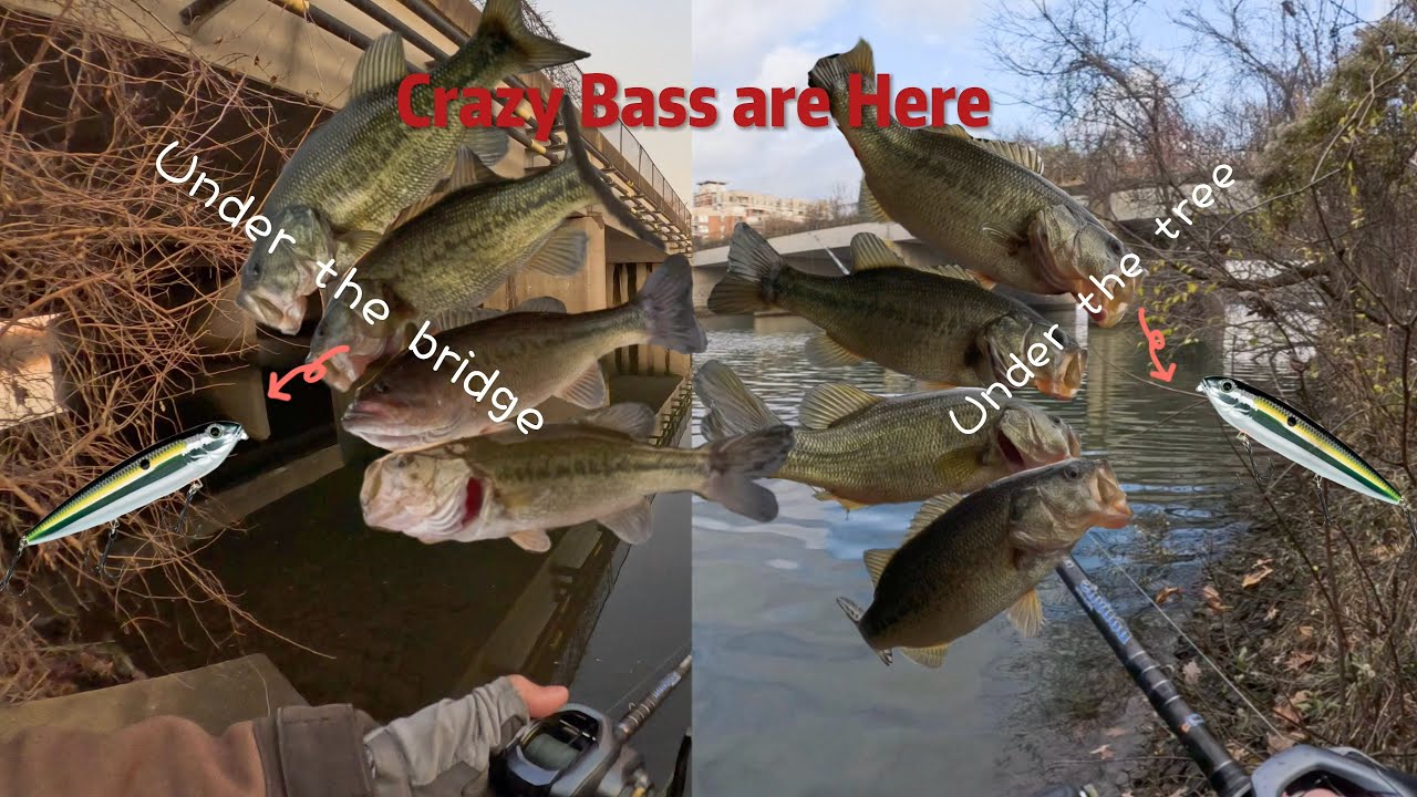 Crazy Bass are Here!!!!!!Crazy Topwater Bass Fishing in Winter Four ...