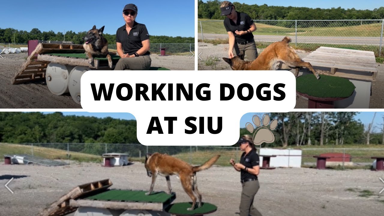 Working dogs & ground breaking research at SIU - YouTube