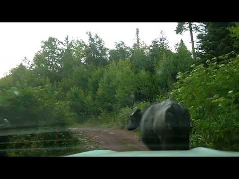 Büyükbaş Mera Hayvancılığı - Manda (Kömüş) Yetiştiriciliği