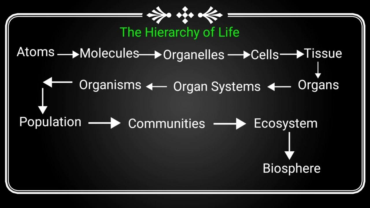 Hierarchy of life - YouTube