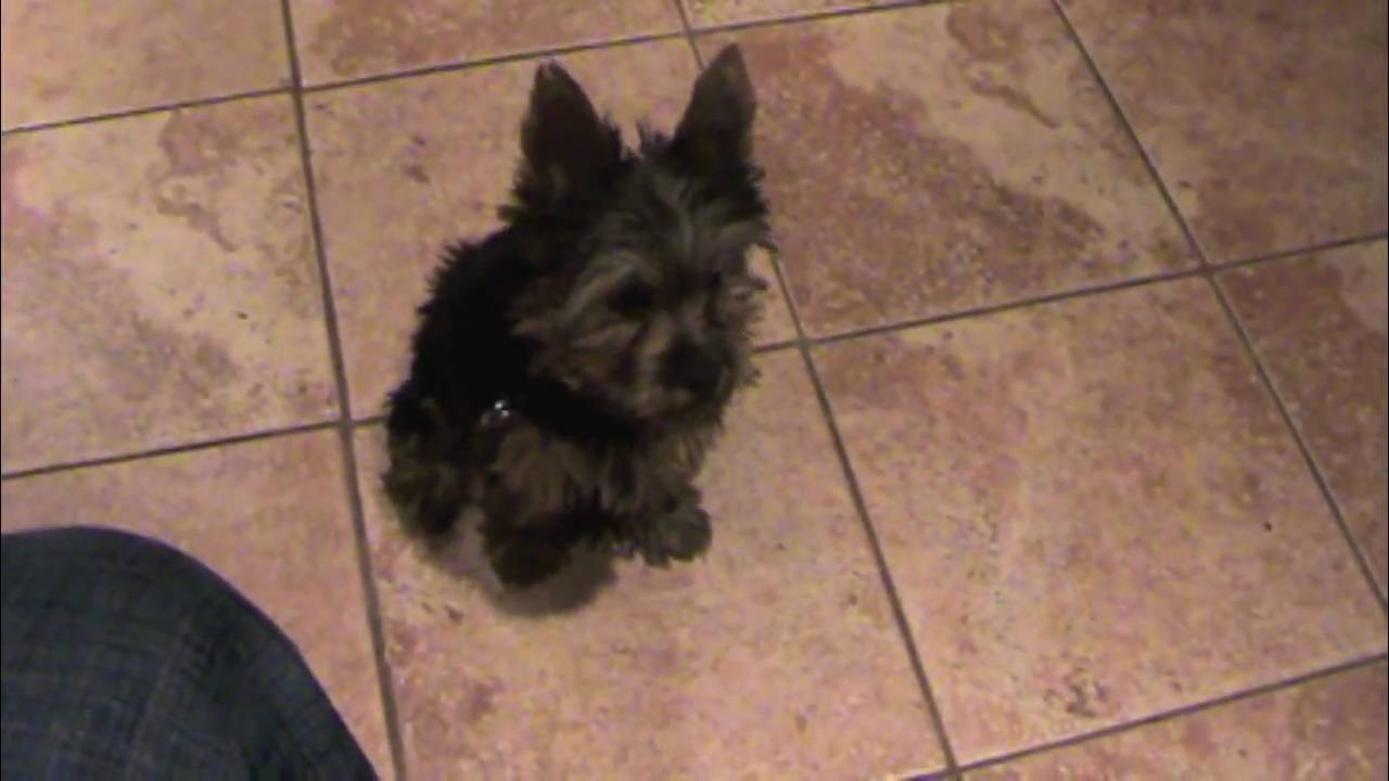 Brooklyn Blue Bullies (Louie V the Yorkie) - YouTube