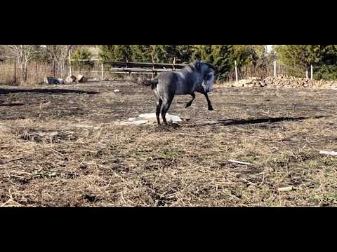 Horses but, farting is a speed boost...