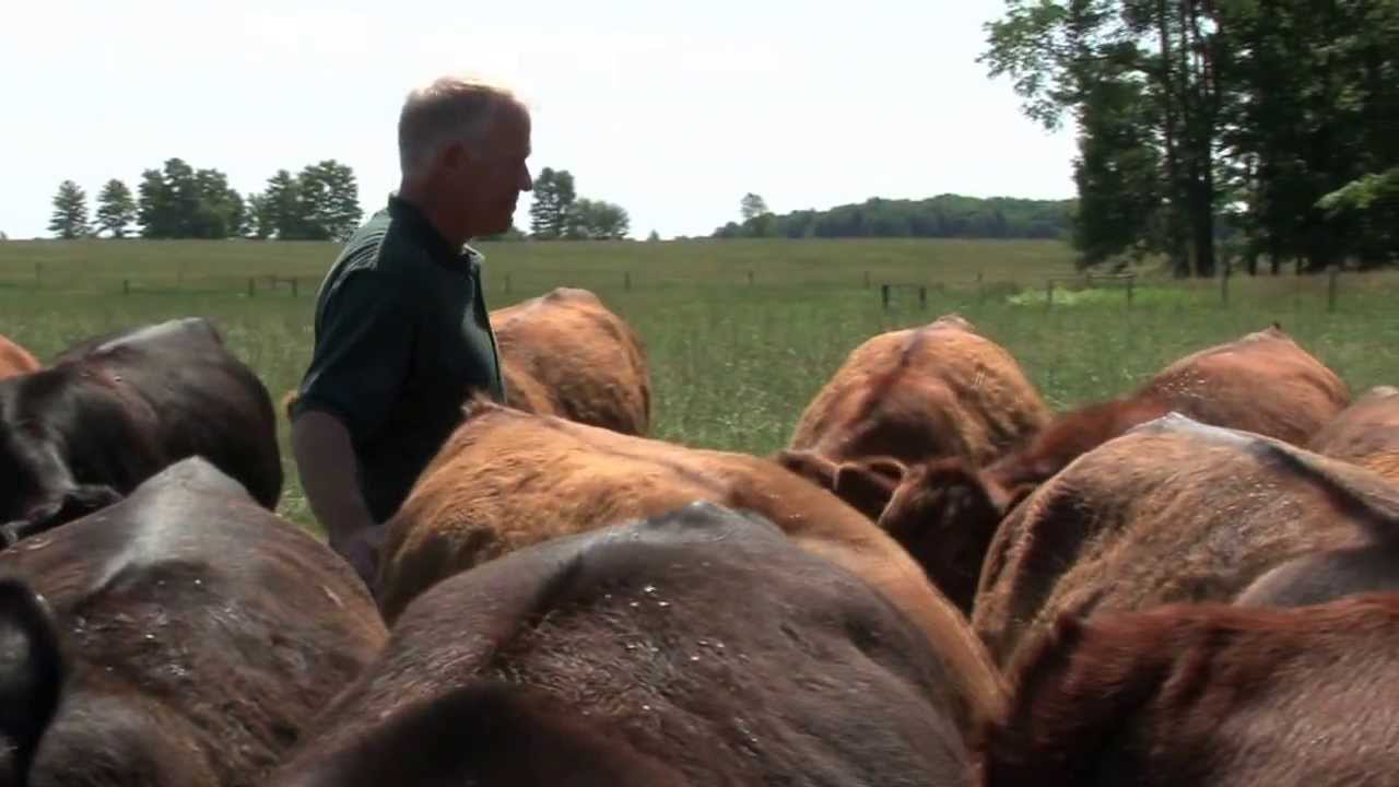 MSU studies the future of beef cattle grazing at Lake City Research ...