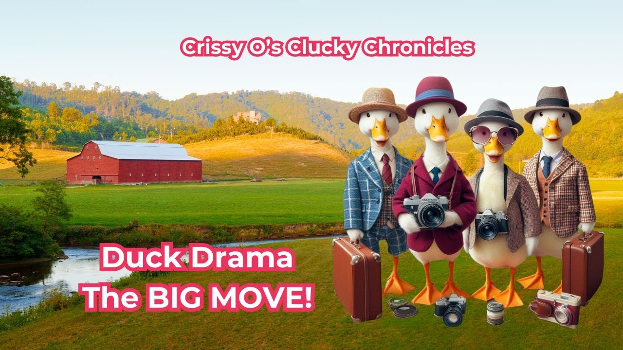 Duck Drama: The Big Move! #duckyard, #chickens, #ducks, #ducklife, # ...