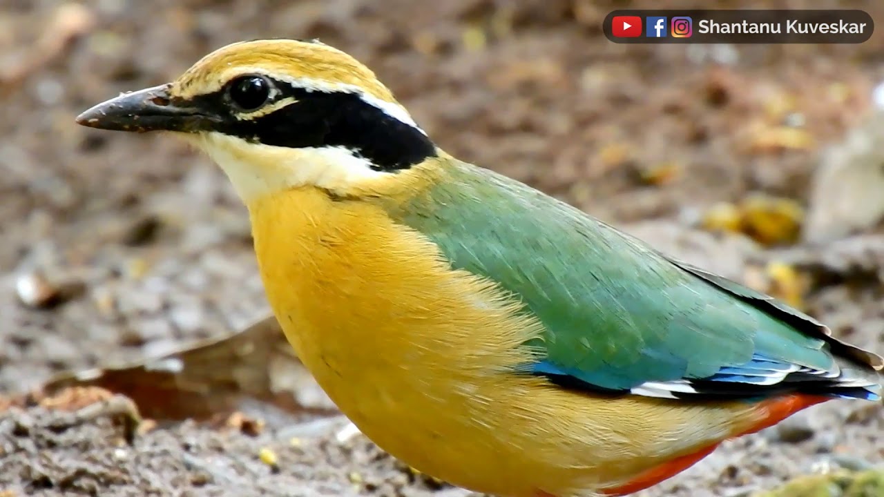 Indian Pitta (Pitta brachyura) | One of the most beautiful birds of ...