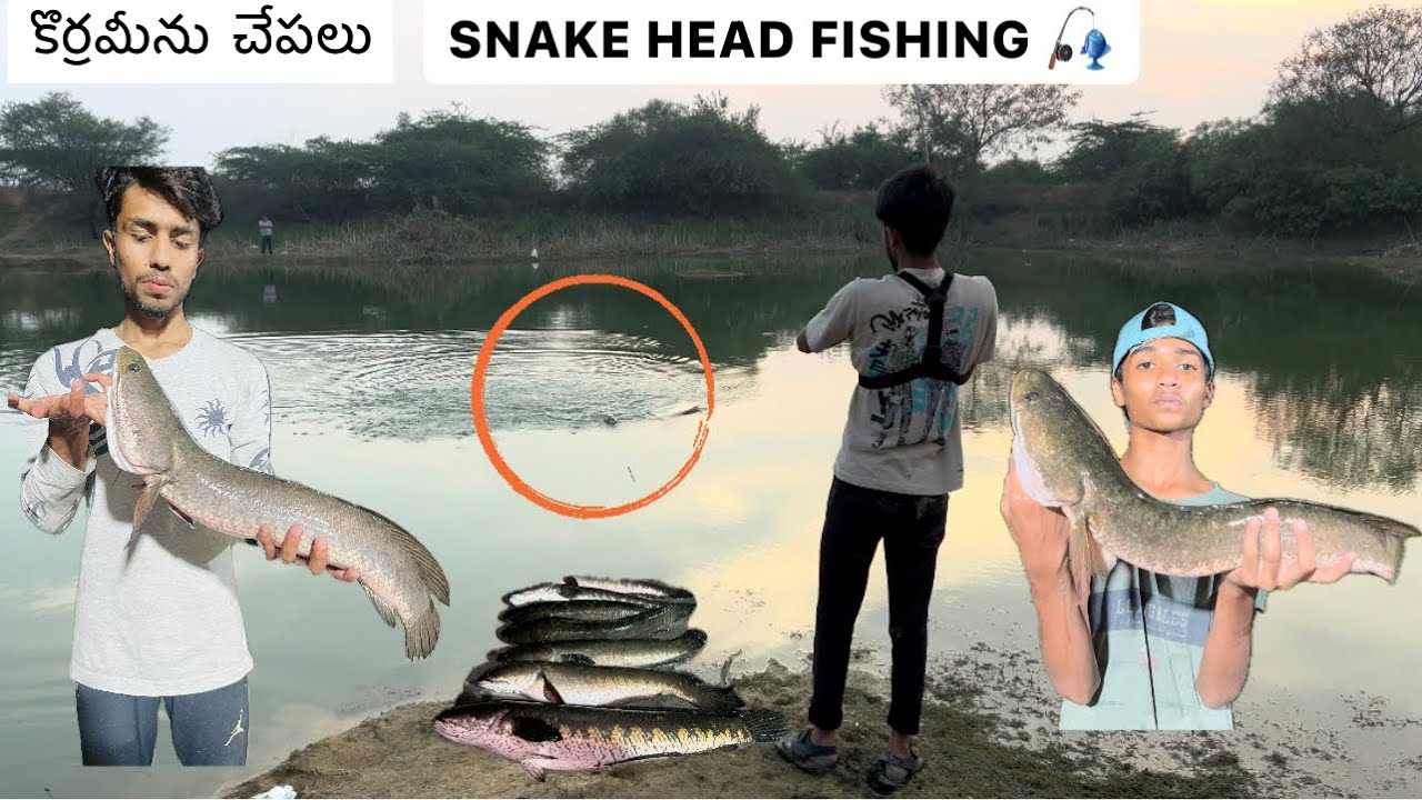 Amazing Snake Head Fishing |కొర్రమీను చేపలు |Murrel fish ||Live bait ...