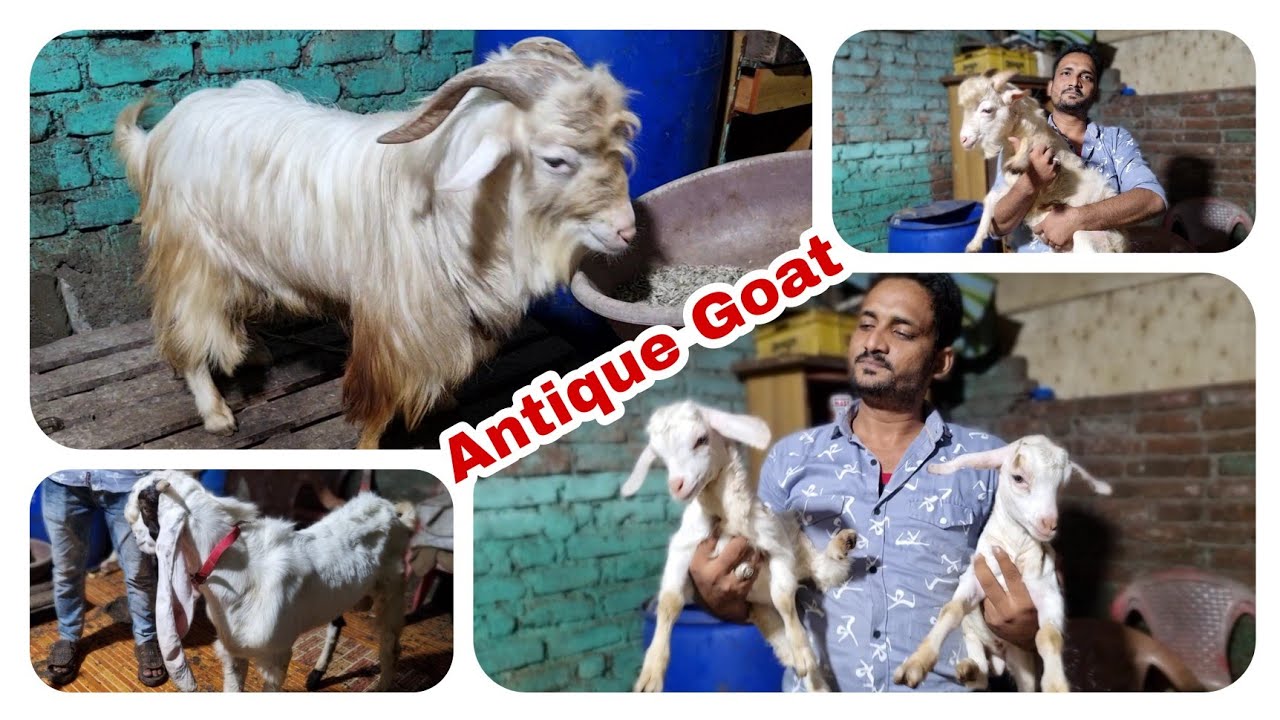 Zing Goat Bantam at Govandi by Asif STD STAR GOATS FARM - YouTube