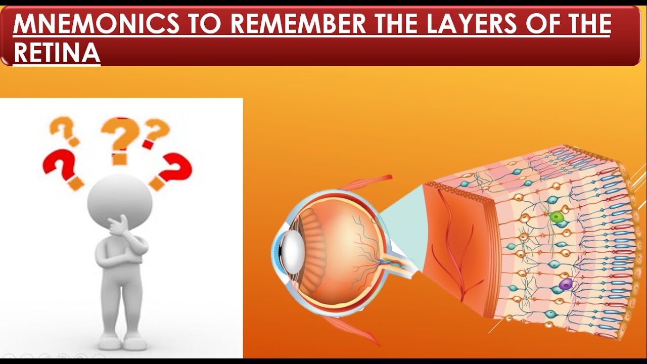 MNEMONIC TO REMEMBER THE LAYERS OF THE RETINA - YouTube