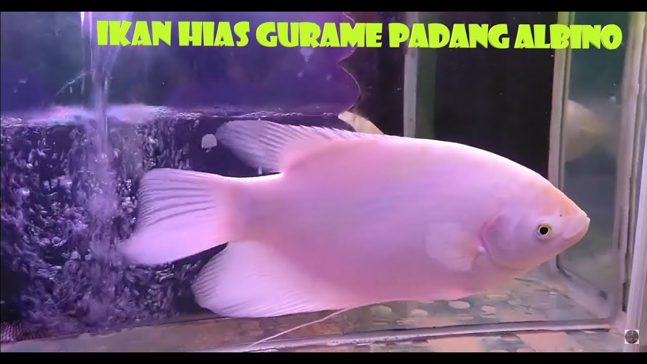 Ikan Hias Gurame Padang Albino | Dari Kecil Sejari Sampai Besar 1Kg ...