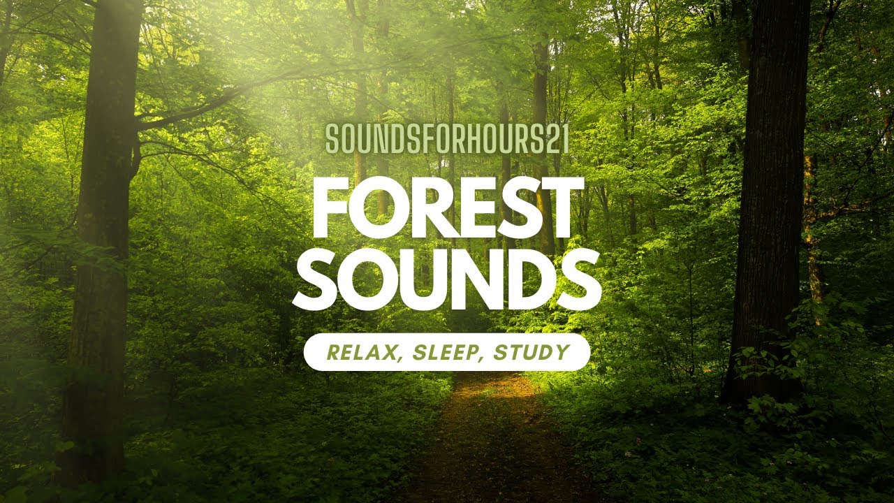 Wind Through Pine Trees | 3 Hours | 4k Video | Sounds for Sleep - YouTube