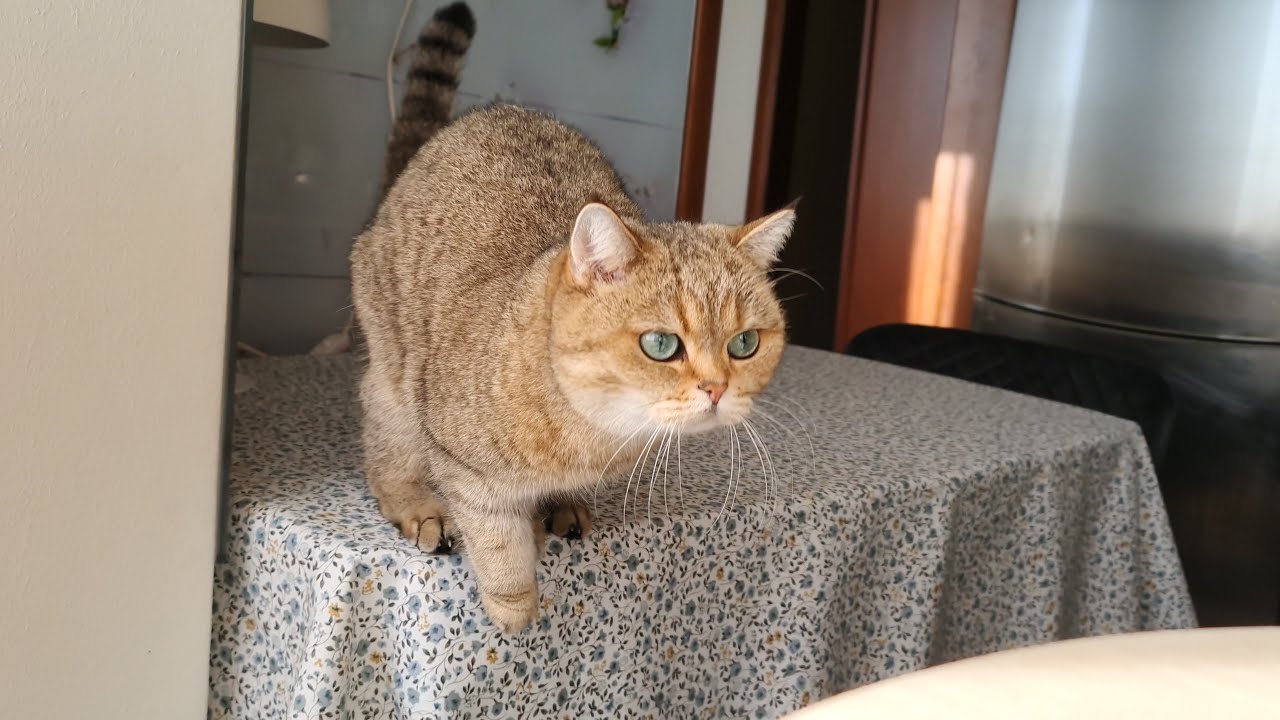 Basya the Cat Cuteness Runs Wild - YouTube