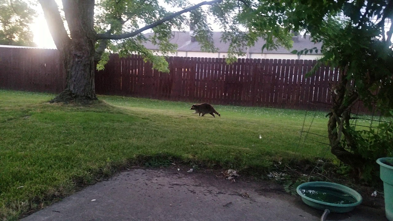 Dinner date rejection from Mrs. Raccoon 06/23/2020 - YouTube