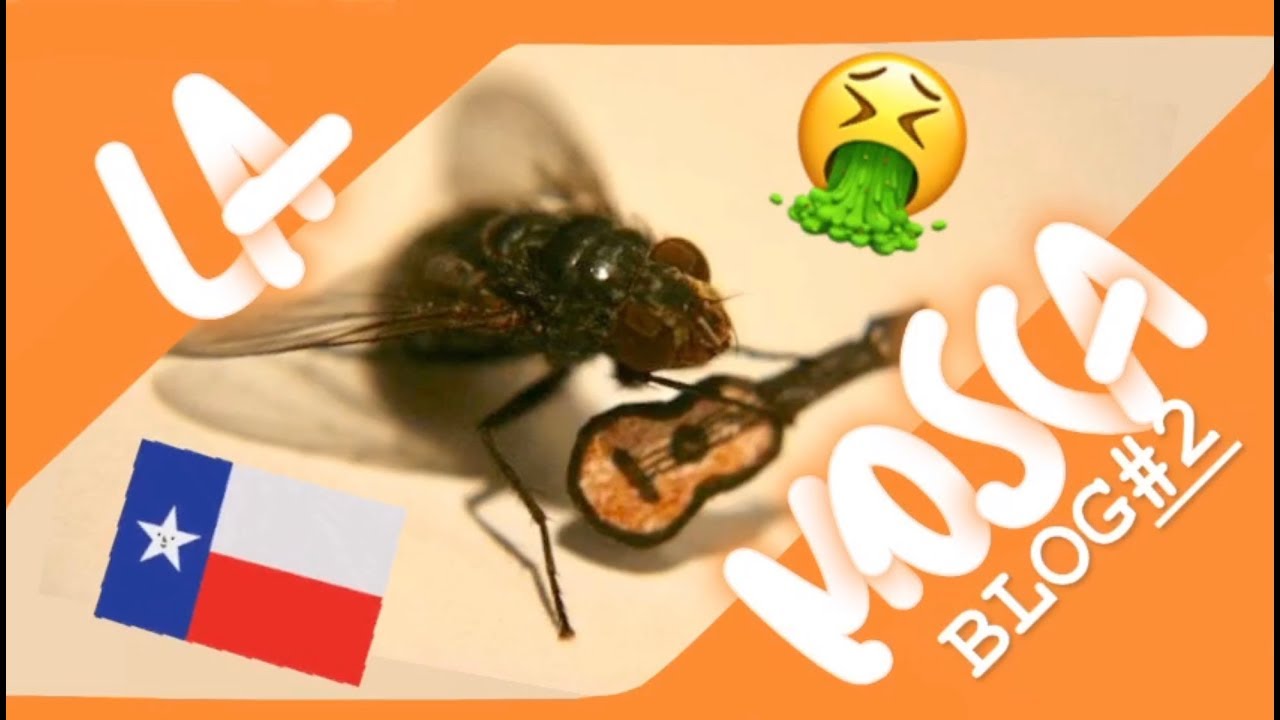 EL CORRIDO DE LA MOSCA MUERTA EN HOUSTON TX (BLOG2) CARIN LEON 2019 ...