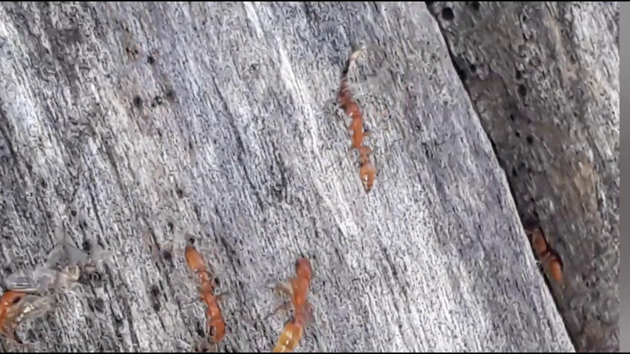 Hormigas Doradas (Pseudomyrmex simplex). Plottier - YouTube
