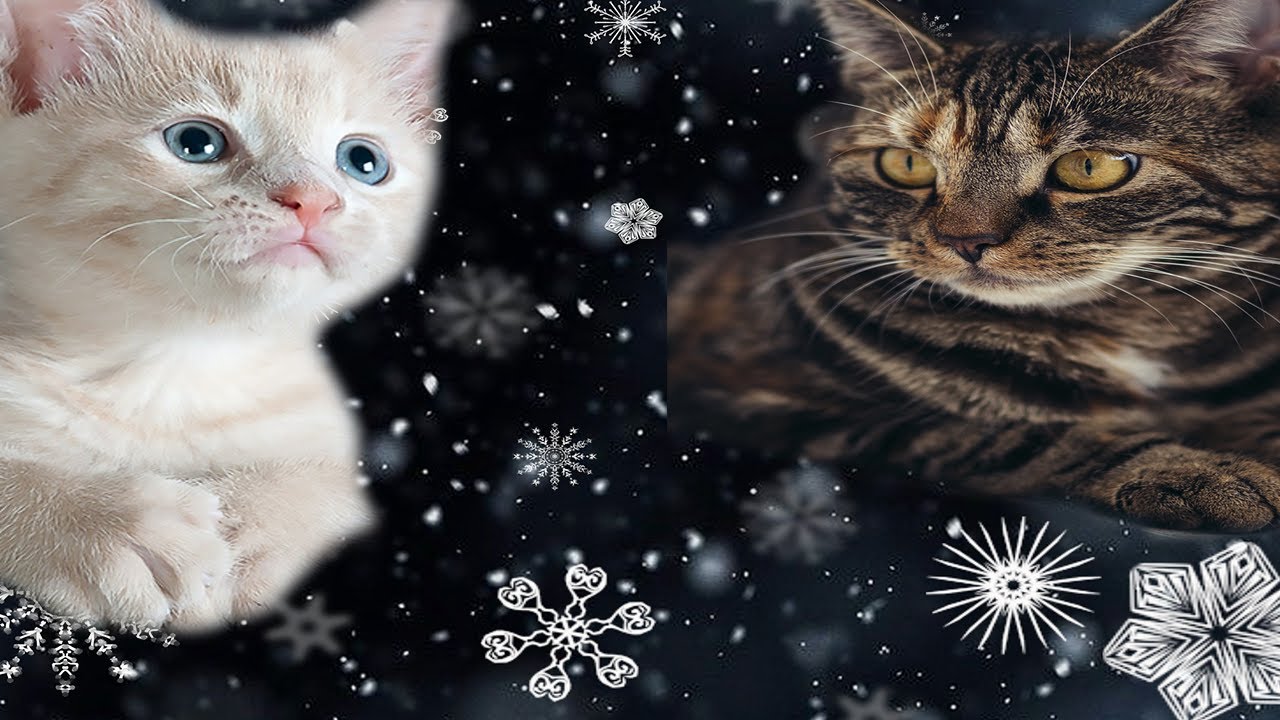 My cats watching the snow together - YouTube