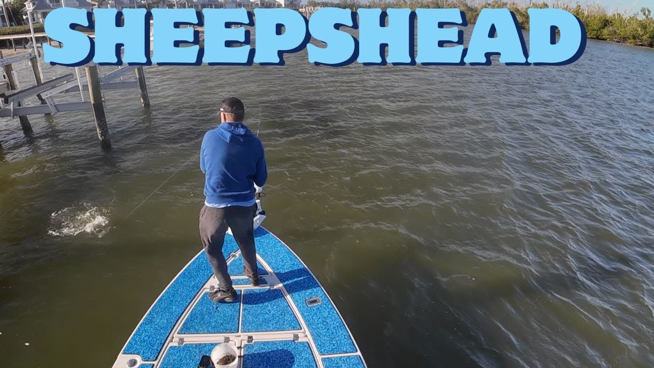 Sheepshead After Cold Front - YouTube