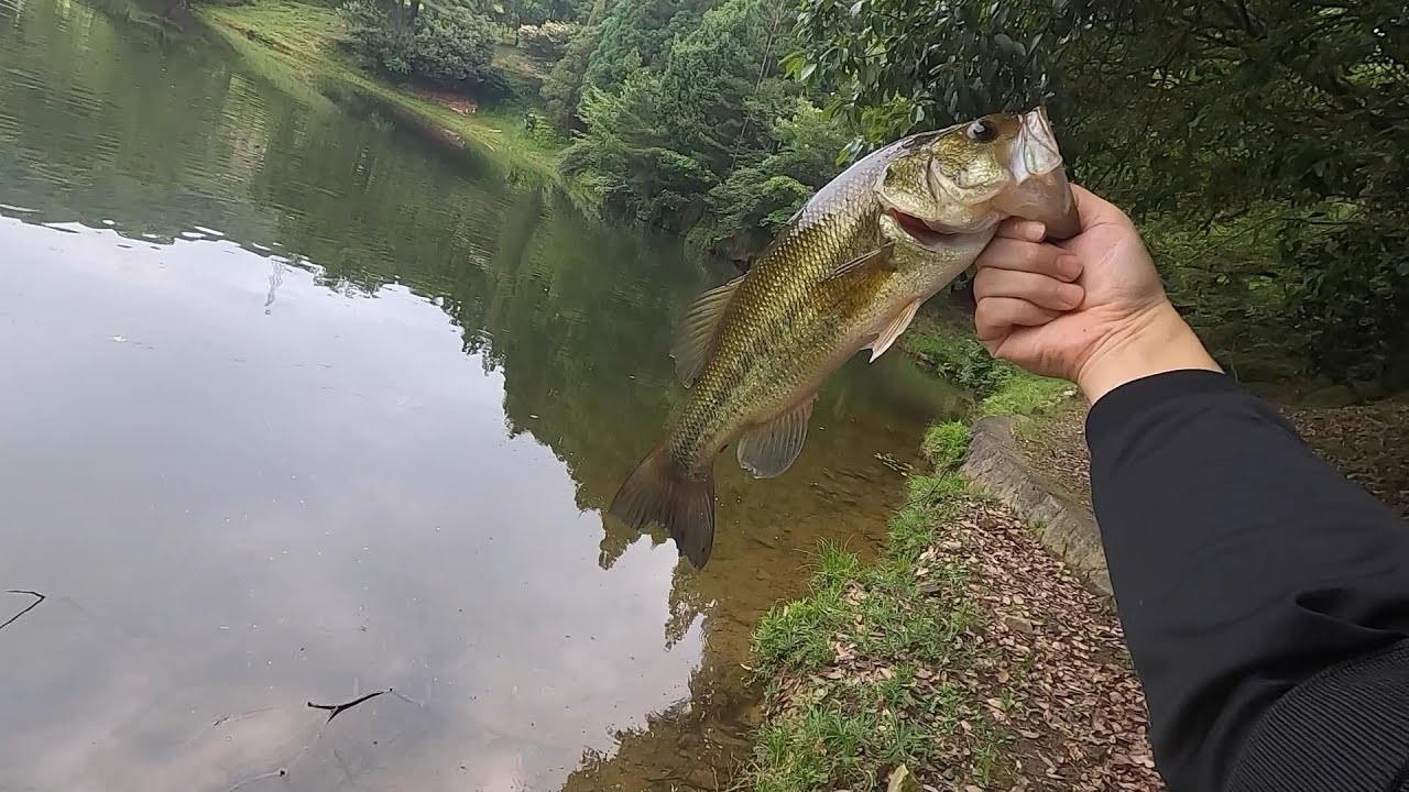 [ASMR]🎣 Early morning bass fishing ASMR🎣 - YouTube