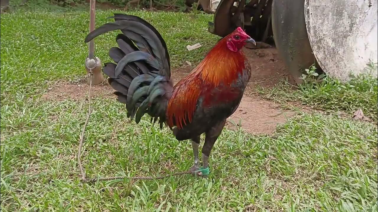 Super Brown Red Mt.Banahaw line - YouTube