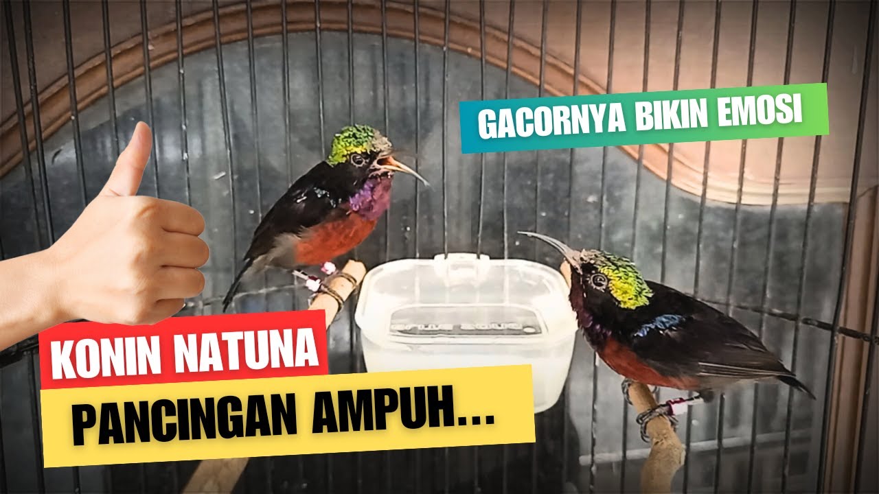 GACORRR...!!! Pancingan Ampuh Untuk Burung Konin Natuna Agar Cepat ...