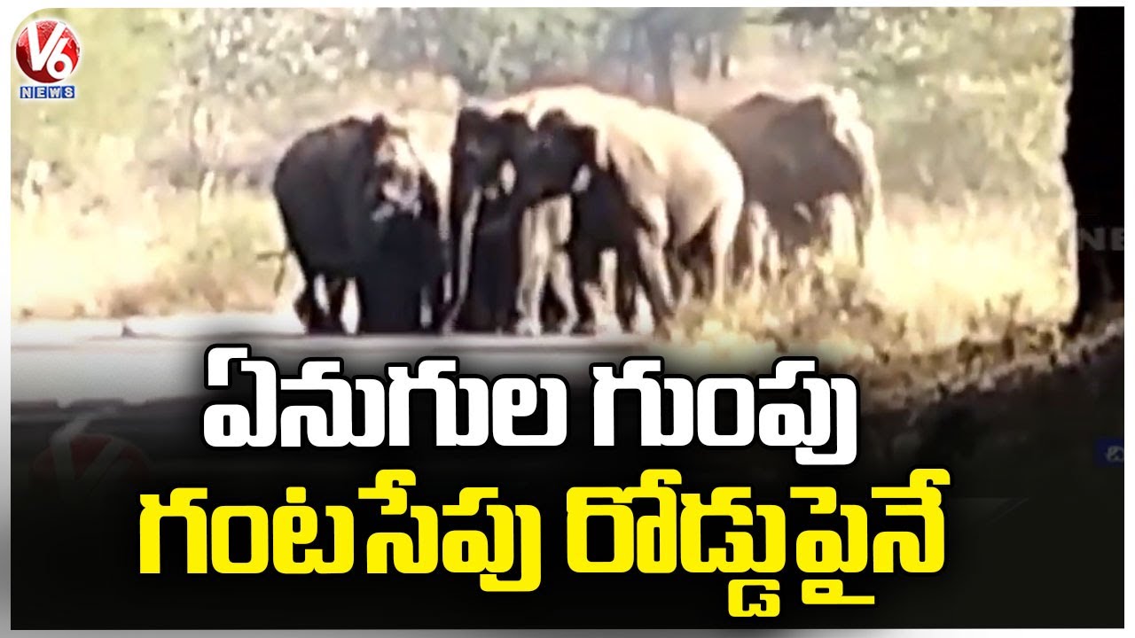Elephants Mob Hulchul In Palamaner | Chittoor District | AP | V6 News ...