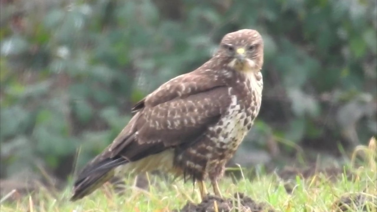 La POIANA "il rapace dei cieli" - YouTube