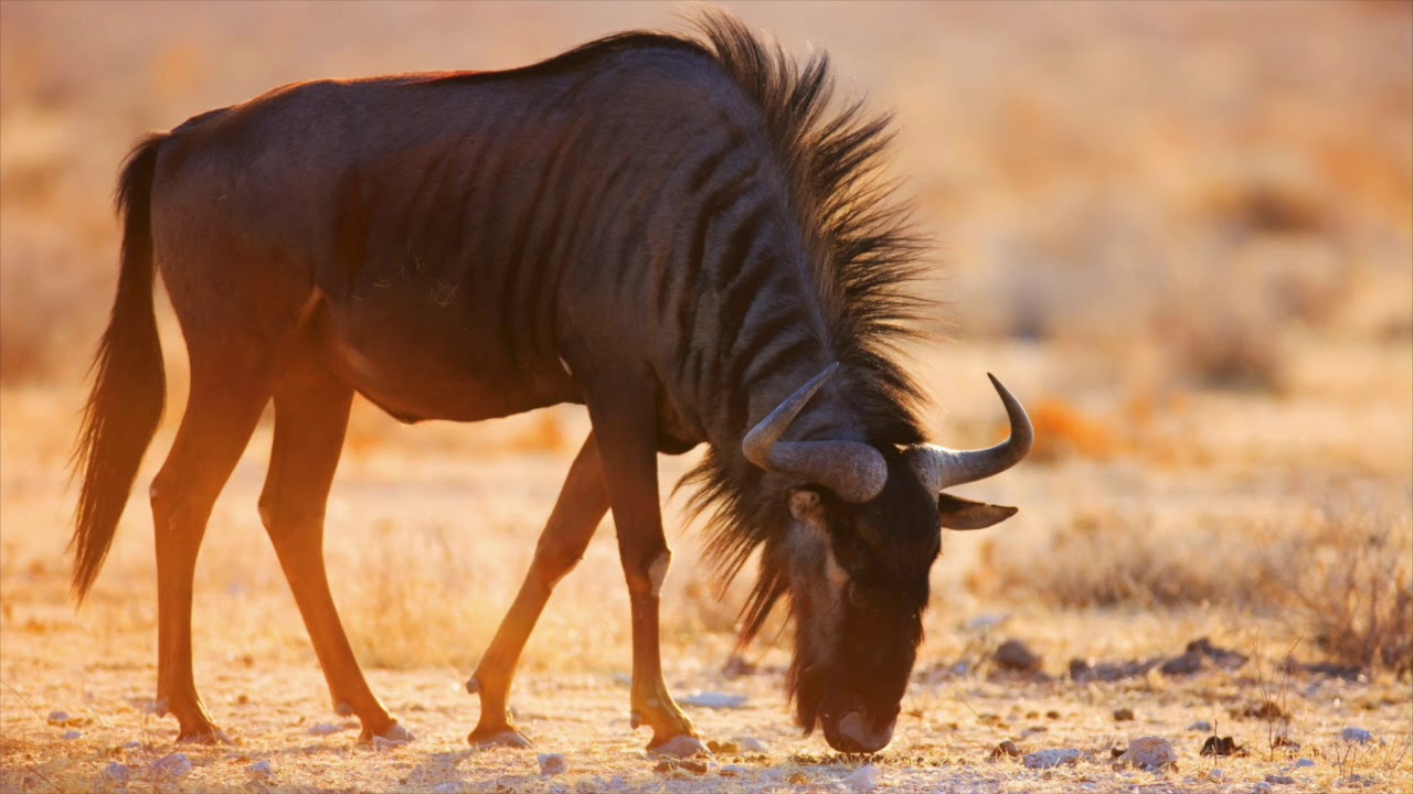 Bow hunting blue wildebeest - YouTube