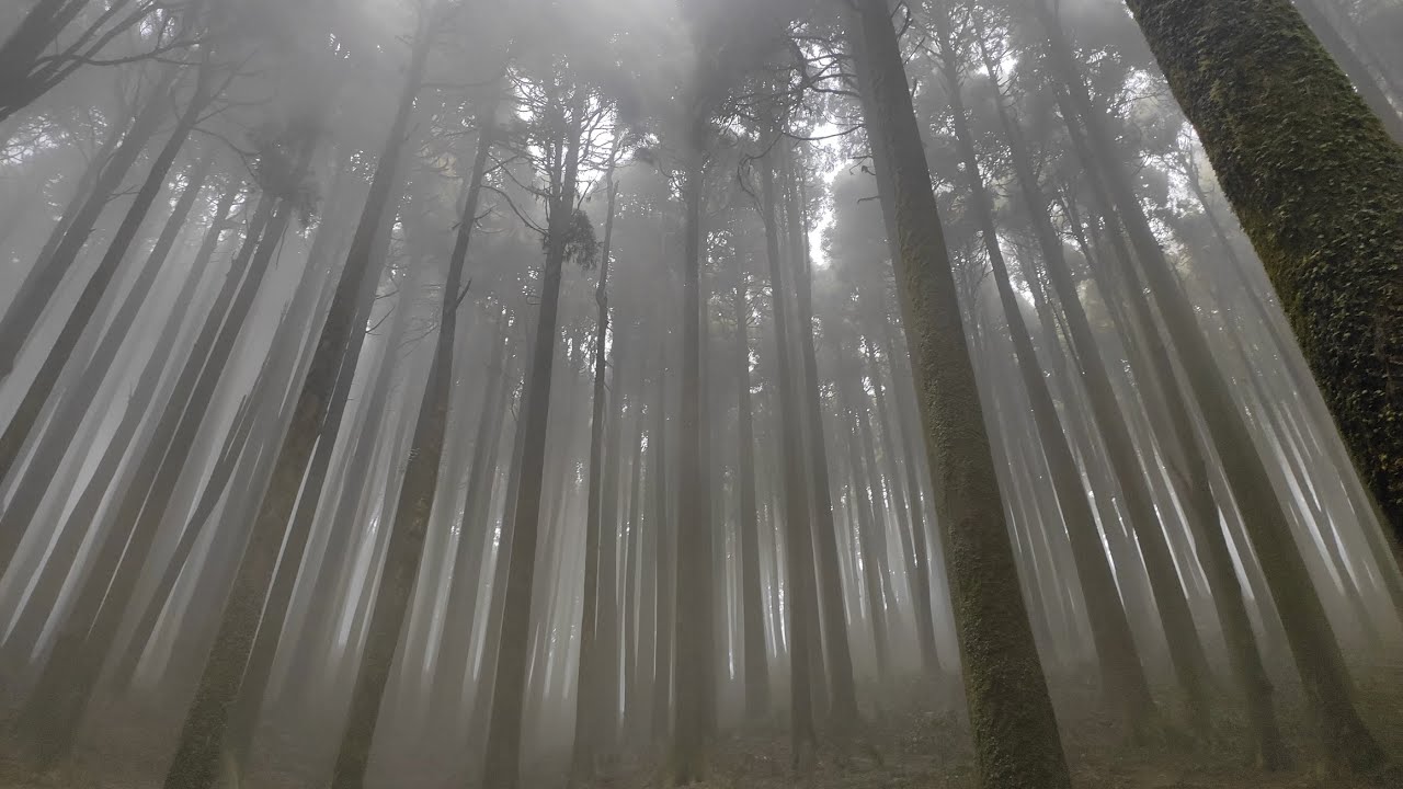 Mim Nagri Range | Pine tree Forest | Darjeeling to Mirik road trip ...
