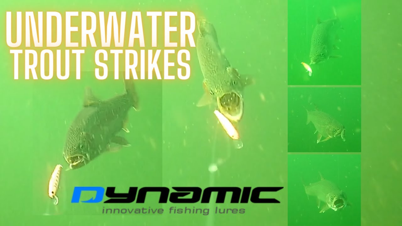 How to Catch Trout on Hard Baits - Amazing Underwater Trout Strikes and ...
