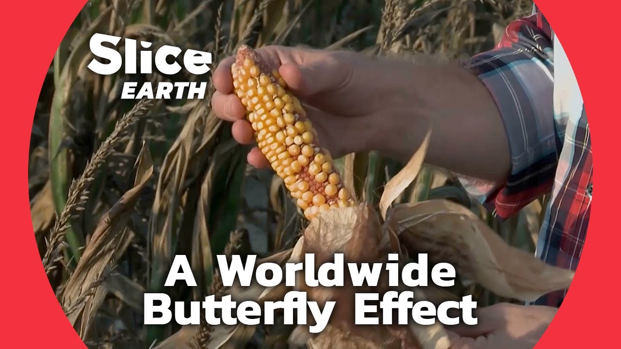 Dry Horizons: The Interconnected Consequences of Drought Across the Globe | SLICE EARTH - YouTube