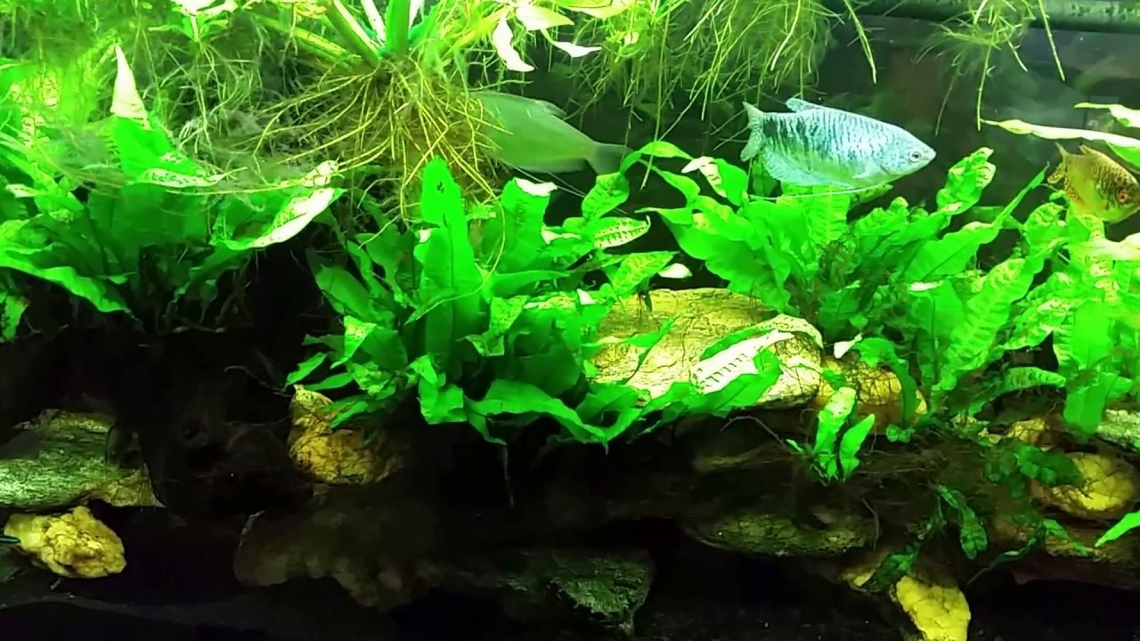 Skunk Loach Doesn't Look Well (Yasuhikotakia morleti) - YouTube