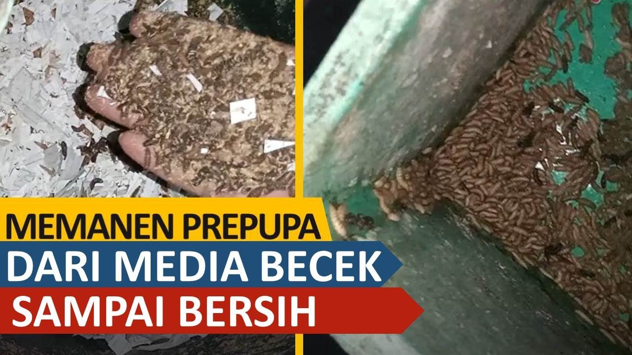 Cara Migrasi Memisahkan Prepupa dari Media Becek Memanen Prepupa Maggot ...