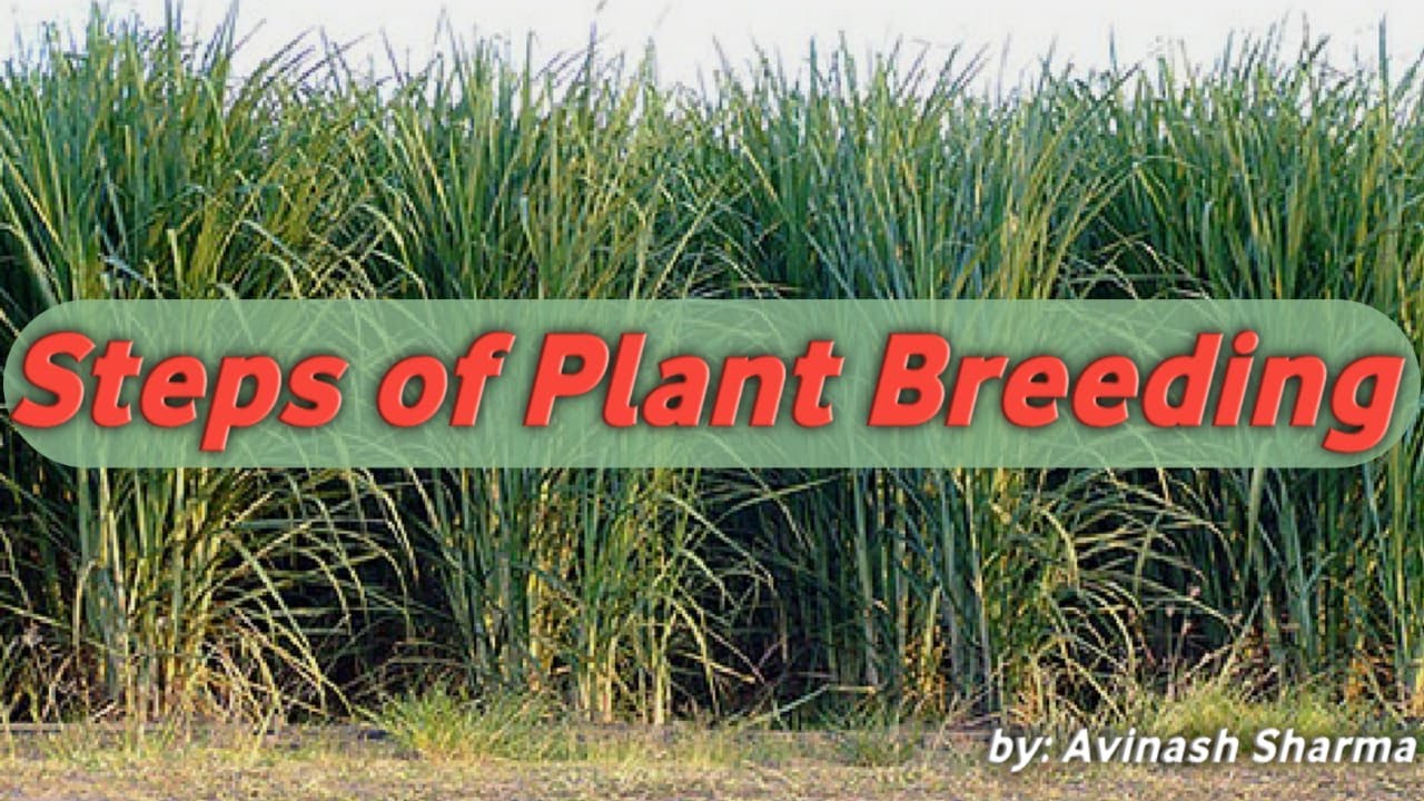Steps of Plant Breeding, Plant Breedin, Strategies for Enhancement in ...
