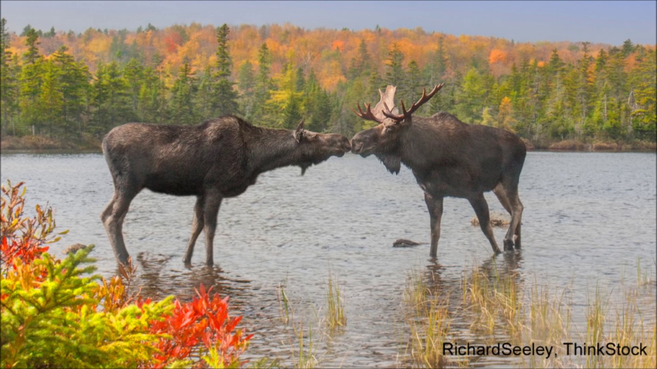 Bob Duchesne's Wild Maine: Wildlife Management Areas - YouTube