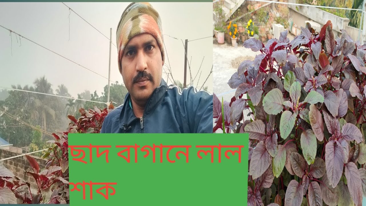 How to grow Lalshak/ Red Spinach in Roof Garden Easily ছাদ বাগানে সহজে ...