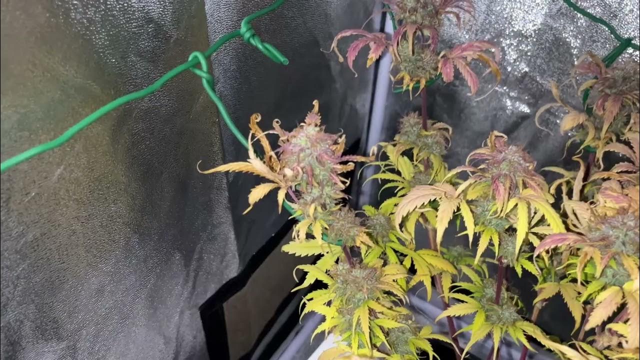 QUICK ONE AUTOFLOWER RQS - YouTube