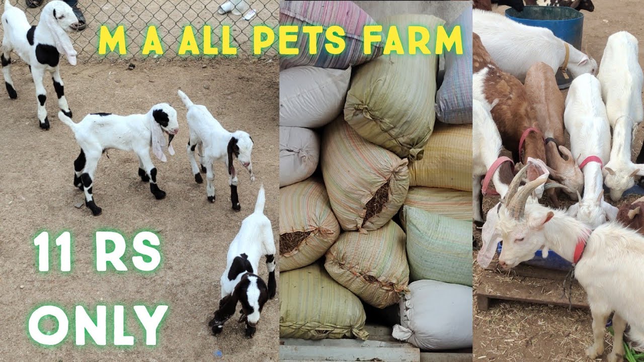 M A all pets farm hyderabad Badlaguda | tuwar bhunsa | hyderabadi goat ...
