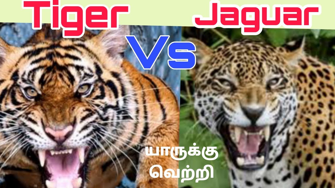 Tiger vs jaguar fight தமிழ் | Bharath 19 tamil | mb - YouTube