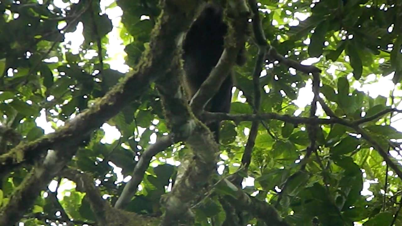 Pacoche Rainforest Monkeys - YouTube