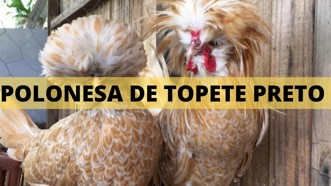 PADRÃO DA RAÇA POLONESA I GALINHA POLONESA DE TOPETE PRETO - Criatório ...