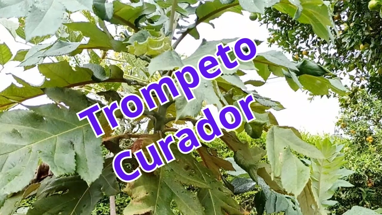 Trompeto o Curador - YouTube