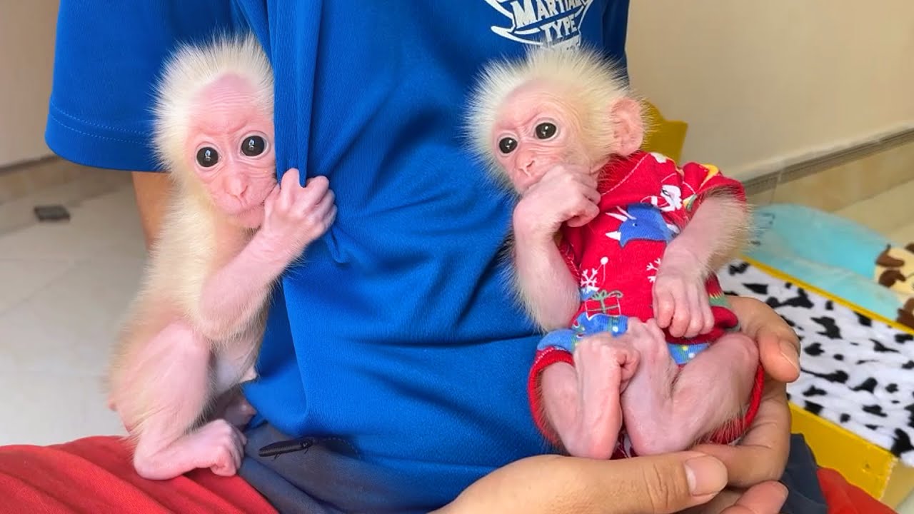 surprise for baby monkey, really cute - YouTube
