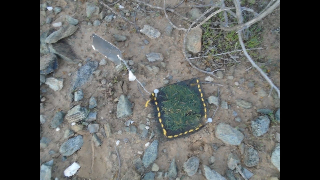 How to Make a Litterbag to Study Decomposition - YouTube