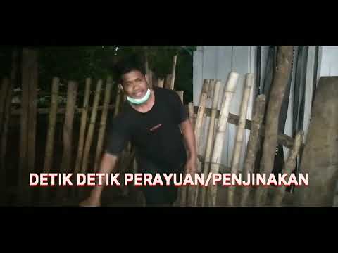 Cara Praktis Proses Pengambilan Penampungan Sperma Pada Ternak Babi