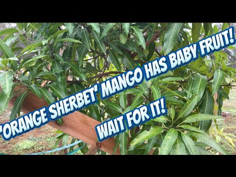 We have fruit on the ‘orange sherbet’ mango tree! - YouTube