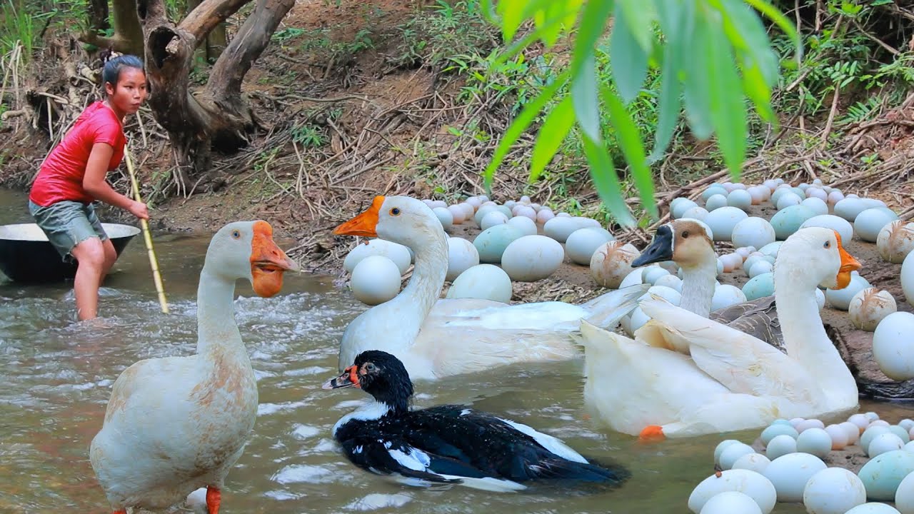 Women Pick Goose egg and snake at river - Catch Goose egg and snake ...
