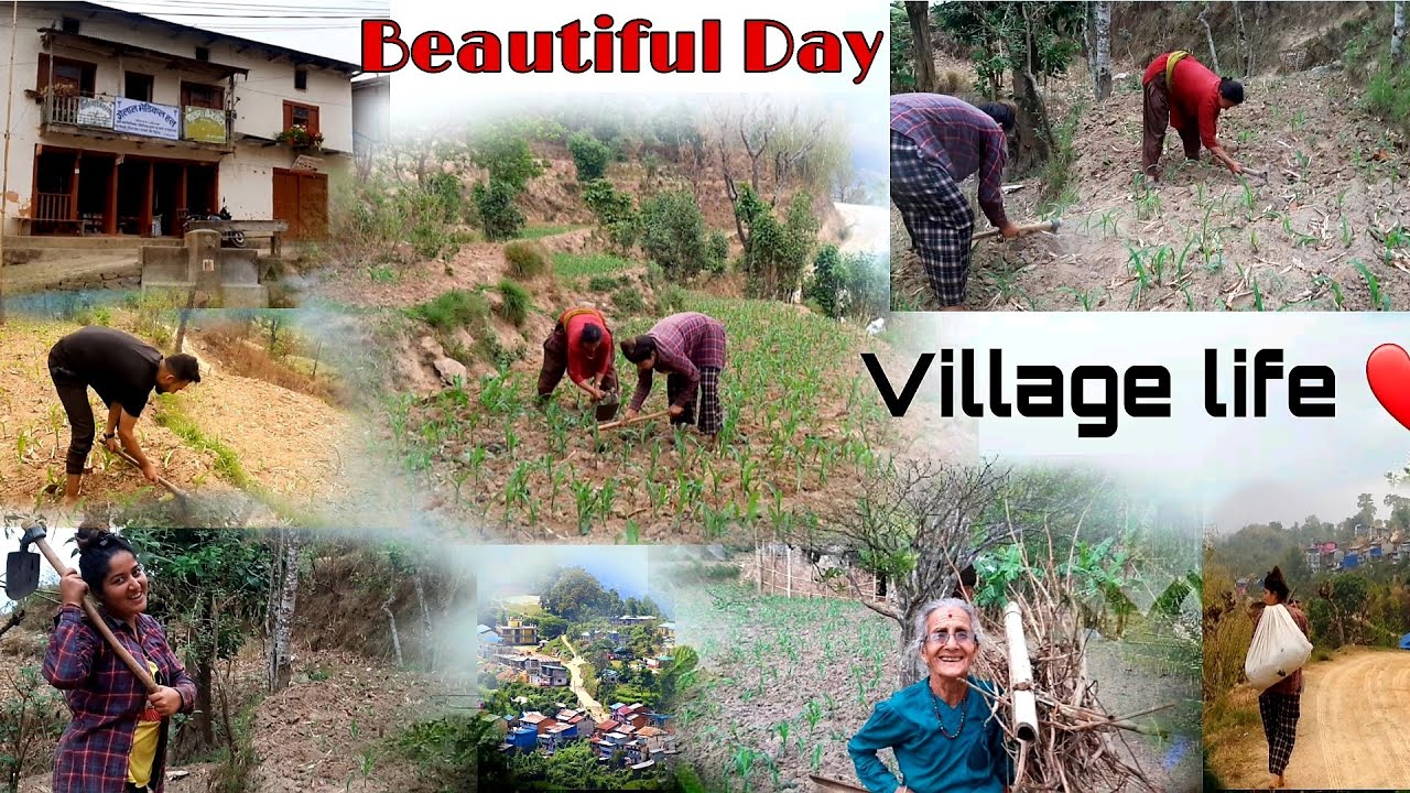 Maize Weeding and Earthing up by spade | मकै गोड्दाको रमाइलो 🌽village ...