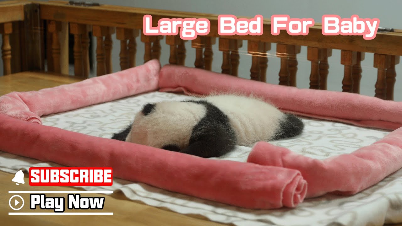 Large Bedroom For Newborn Panda Cub | iPanda - YouTube