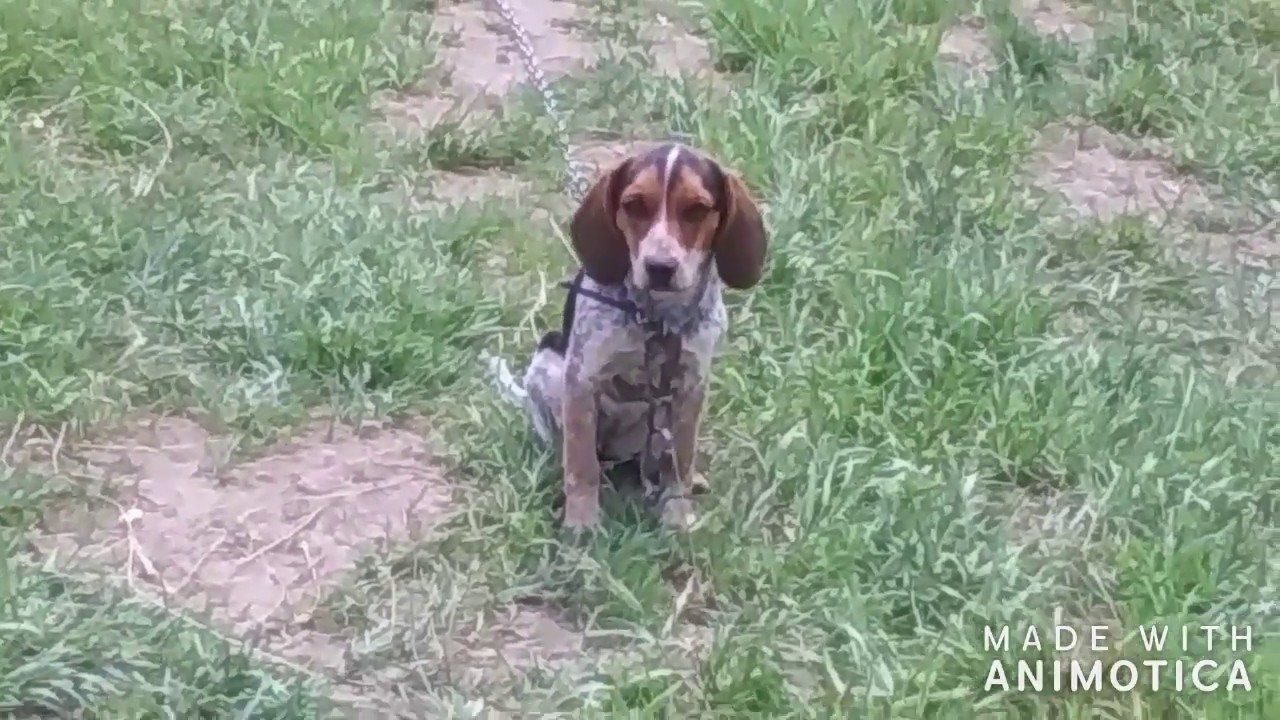 Bluetick Beagle CHINA AND PUPPIES BORN JAN 2019 - YouTube